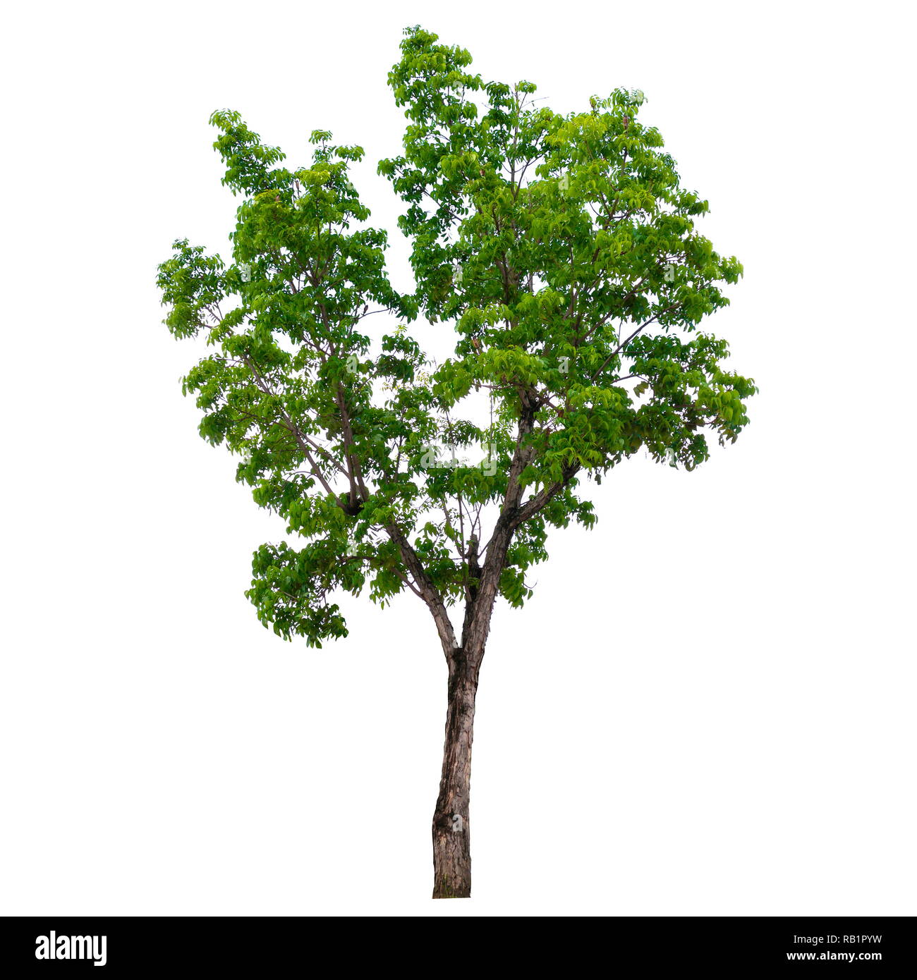 Tree isolated on a white background, Tree for design or decoration work ...