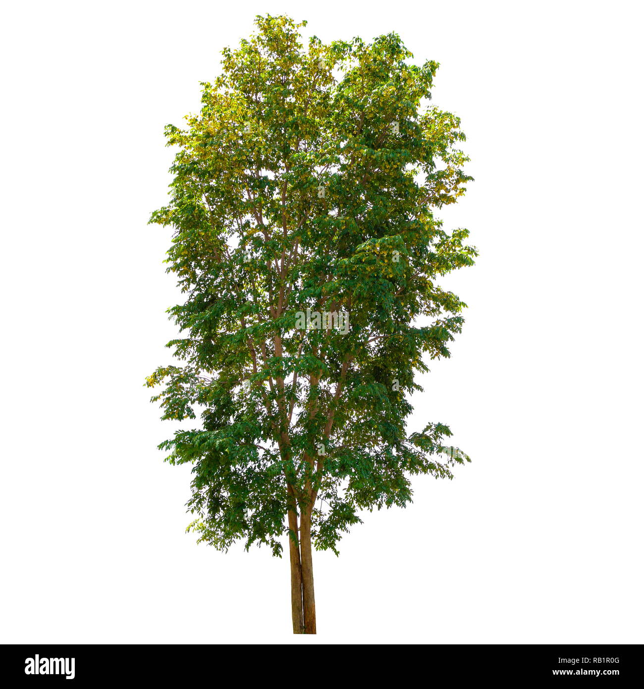 Tree isolated on a white background, Tree for design or decoration work ...