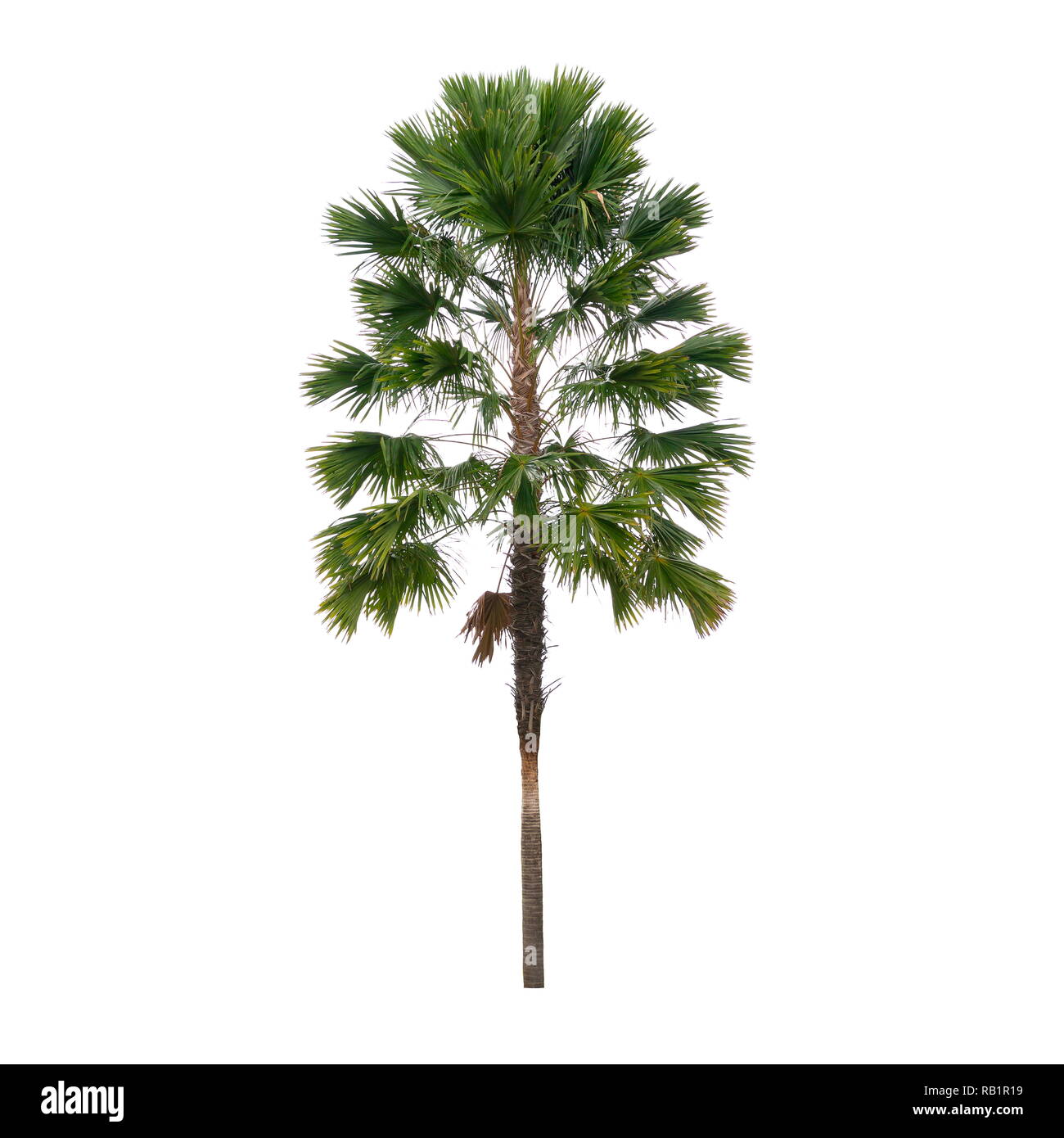 Beautiful background forest trees Cut Out Stock Images & Pictures - Alamy