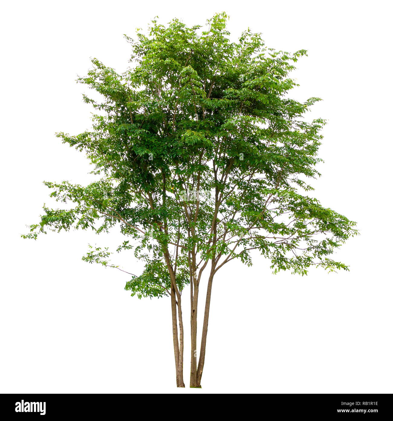 Tree isolated on a white background, Tree for design or decoration work ...