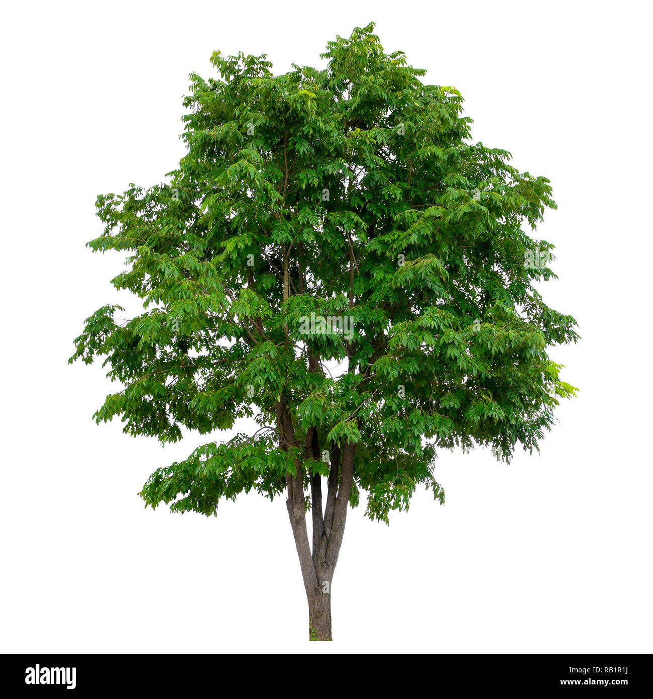 Decorate tree trunk hi-res stock photography and images - Alamy