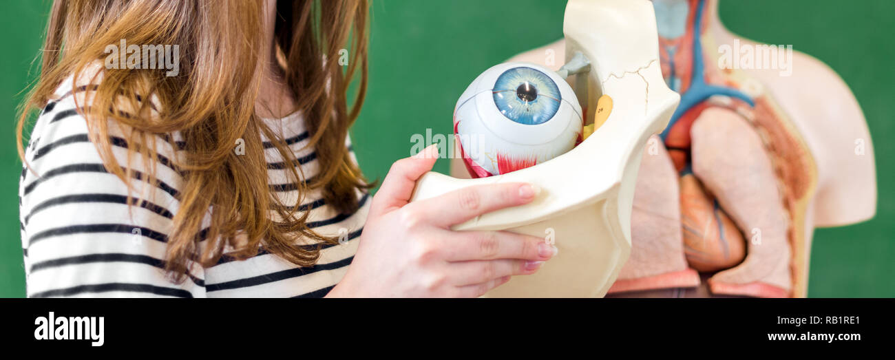 Young female high school student holding human eye model. Student ...