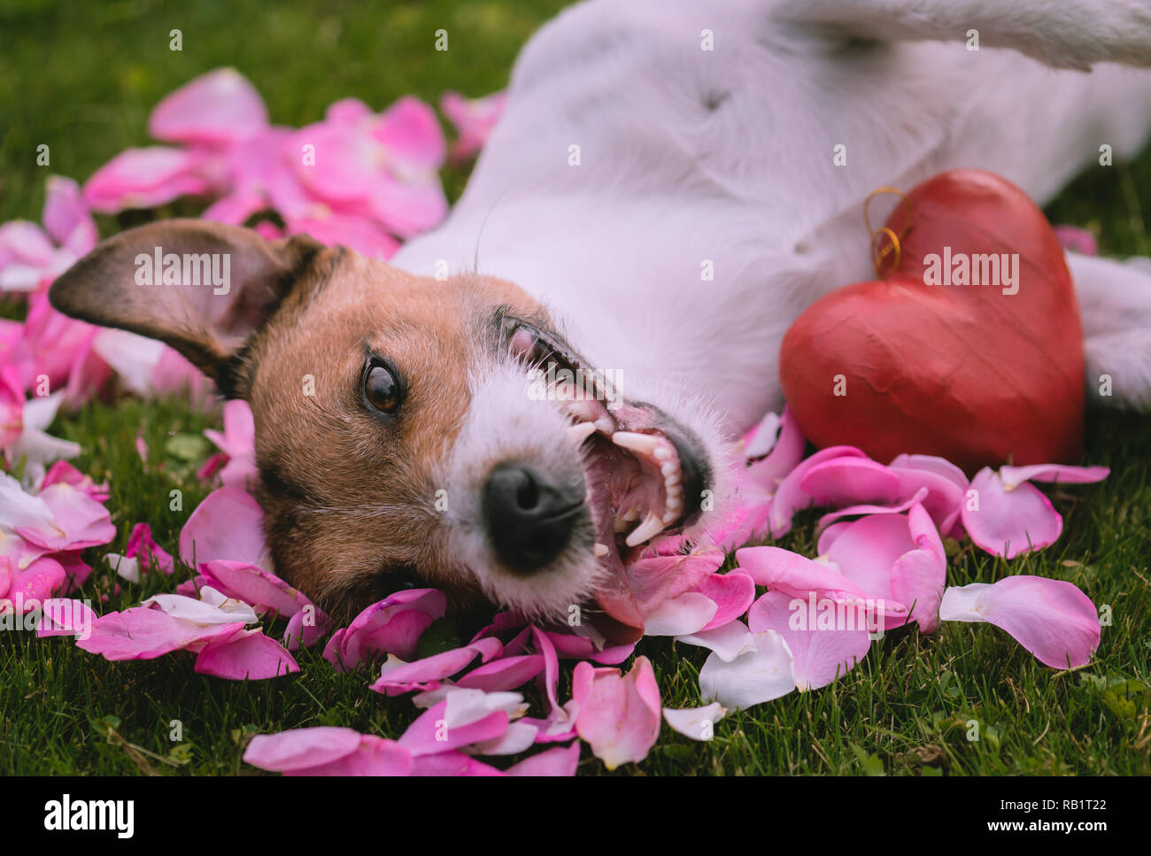 Canine rose hi-res stock photography and images - Alamy
