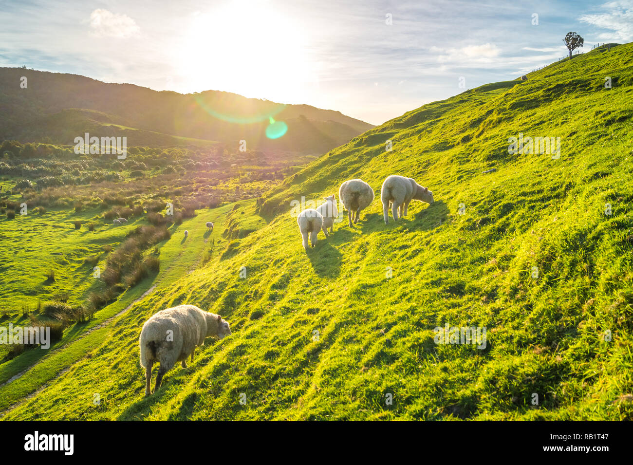 flock of sheep Ireland Stock Photo - Alamy