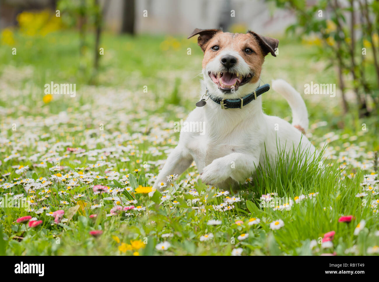 Spring scene with happy dog playing on flowers at fresh green grass ...