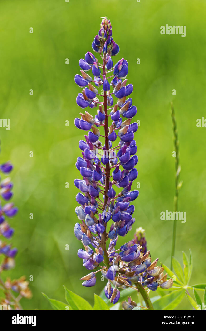 Wolf bean hi-res stock photography and images - Alamy