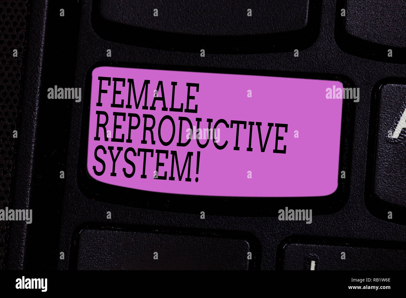 Word writing text Female Reproductive System. Business concept for ...