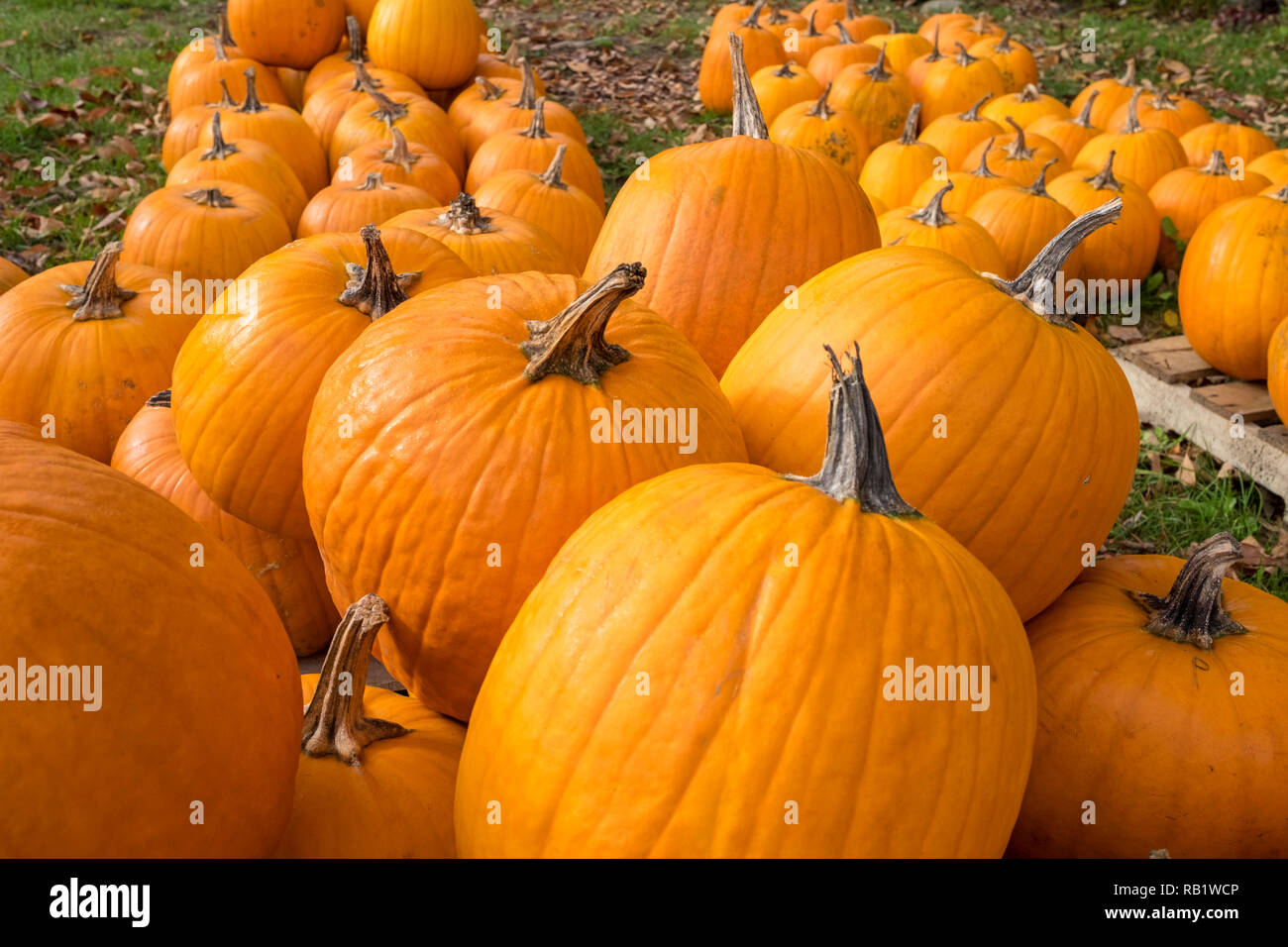 Pumpkins ready for sale at a farm stand Stock Photo - Alamy