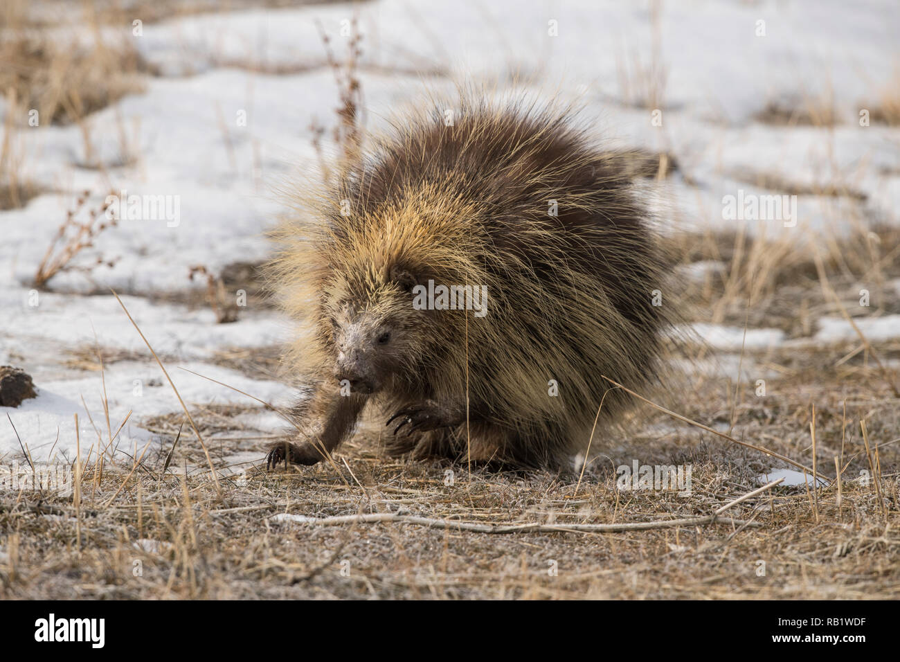 North American porcupine Stock Photo - Alamy