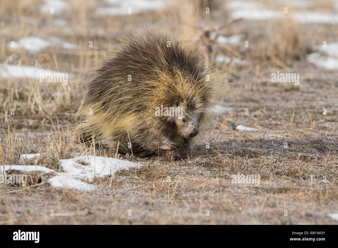 North american porcupine walking hi-res stock photography and images ...