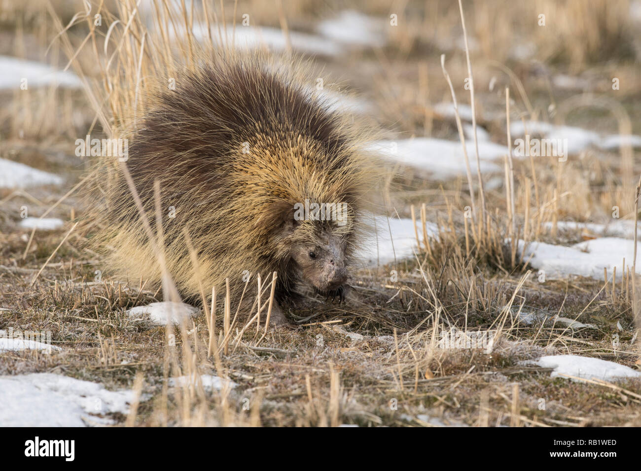 Porcupine quills ground hi-res stock photography and images - Alamy