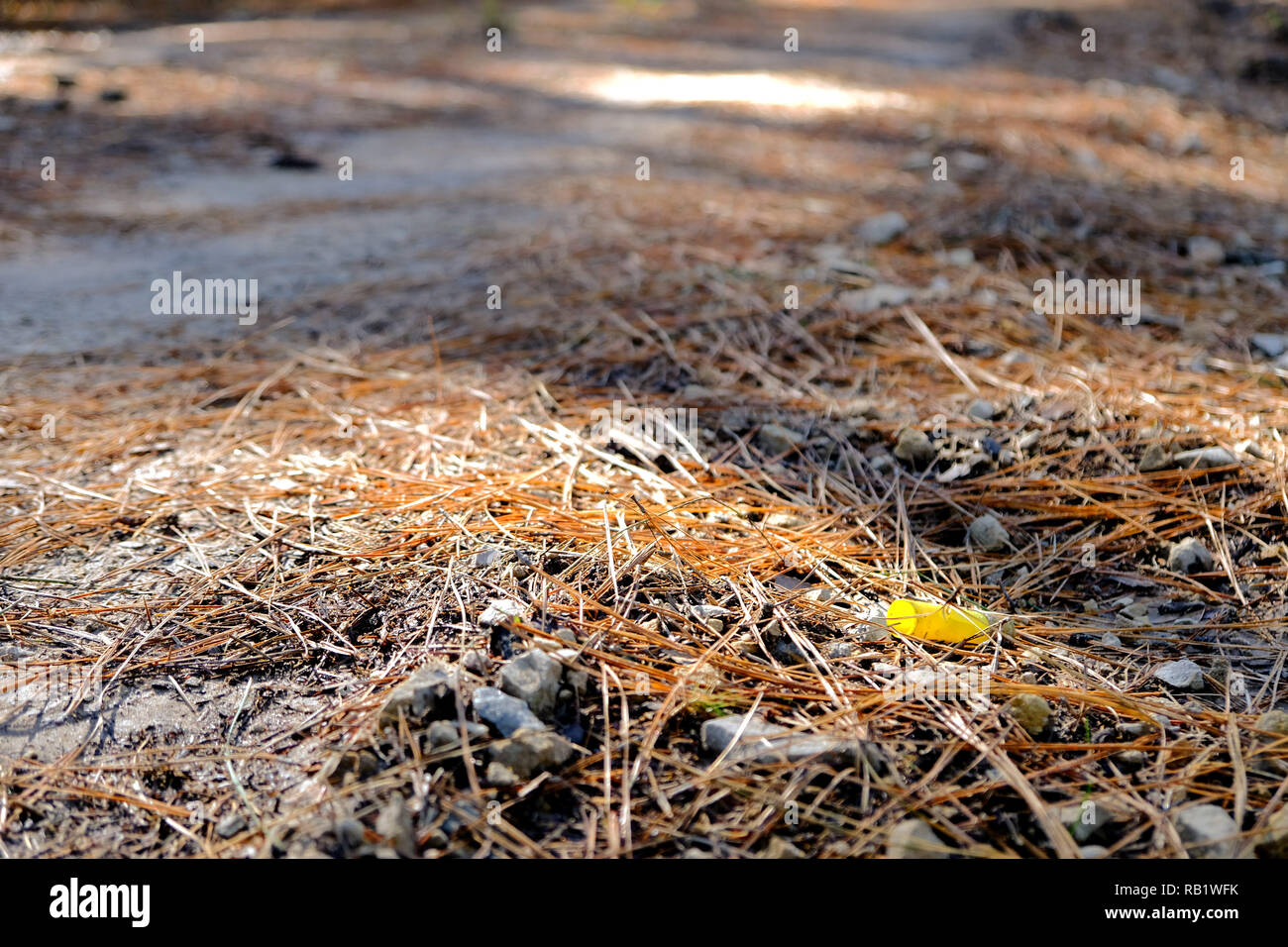 Empty fired 12-gauge shotgun shell on the ground with dry pine needles ...