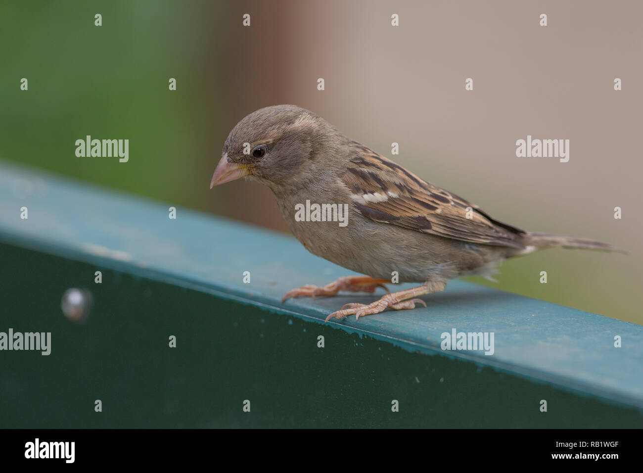 Immature House Sparrow High Resolution Stock Photography and Images - Alamy