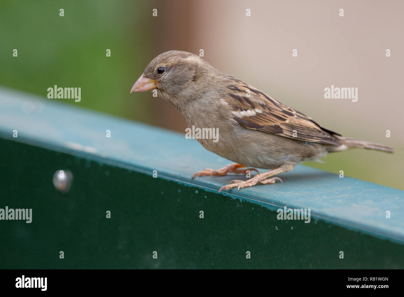 House Sparrow (Passer domesticus). Hen or female. Sexually dimorphic ...