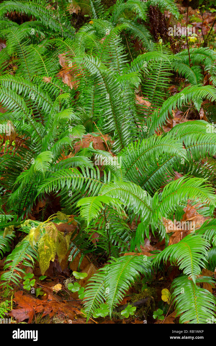 Western sword fern along Trail of Ten Falls, Silver Falls State Park ...