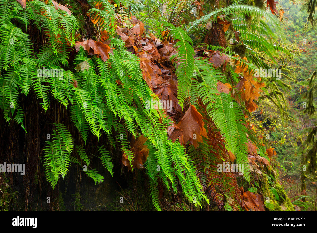 Licorice ferns (Polypodium glycyrrhiza) on Trail of Ten Falls, Silver ...