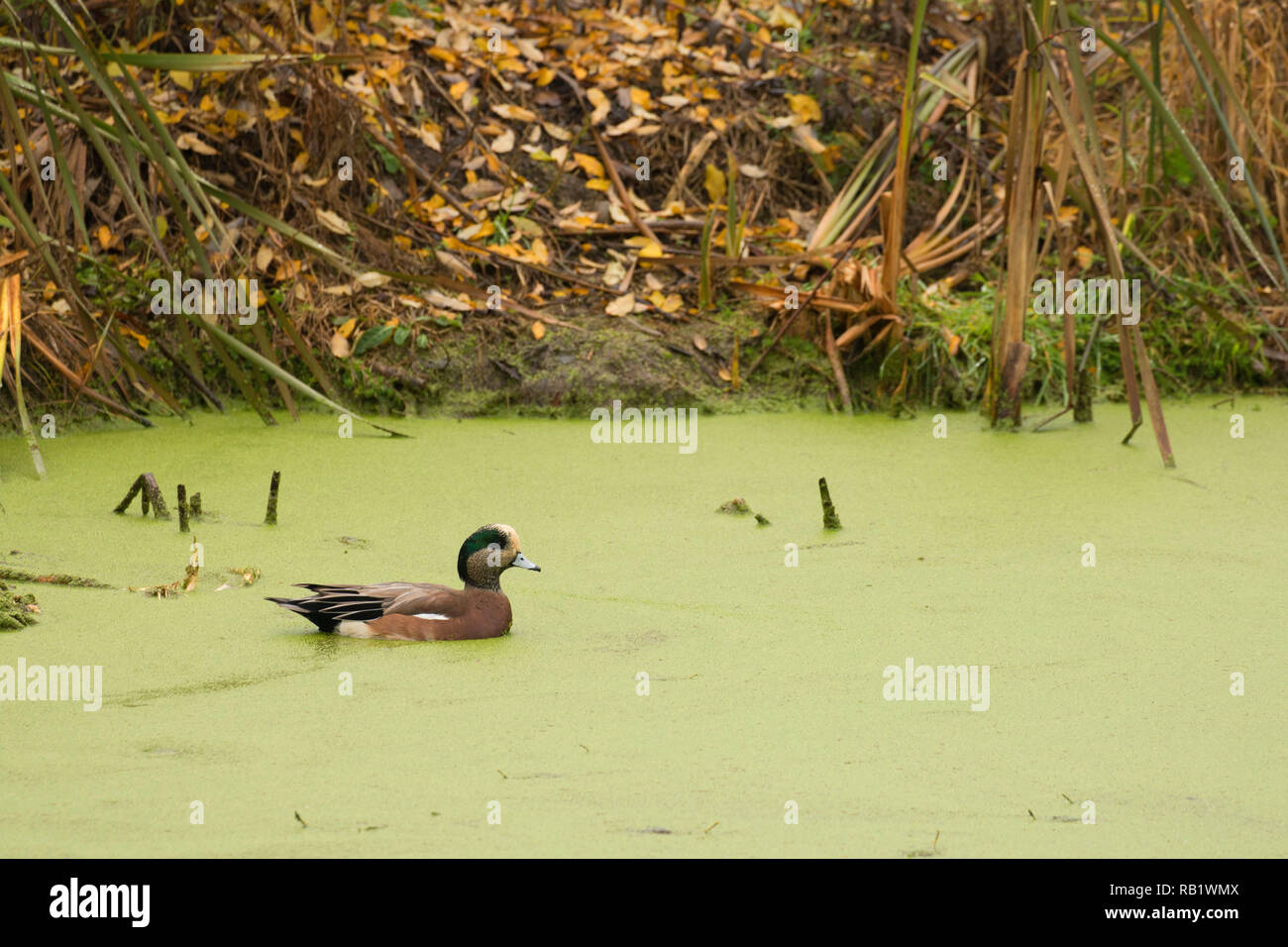 American wigeon, Talking Water Gardens, Albany, Oregon Stock Photo - Alamy