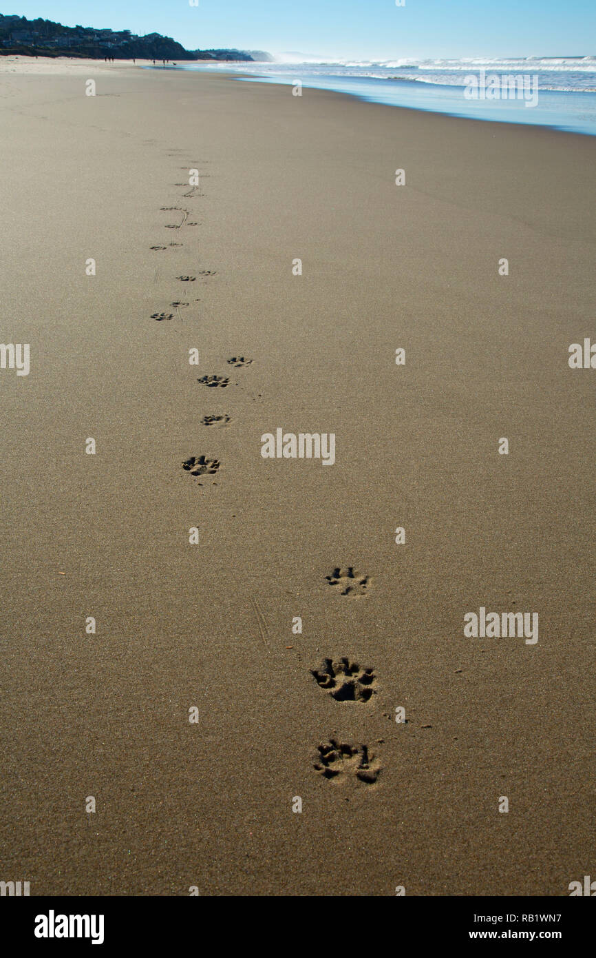 Dog tracks hi-res stock photography and images - Alamy