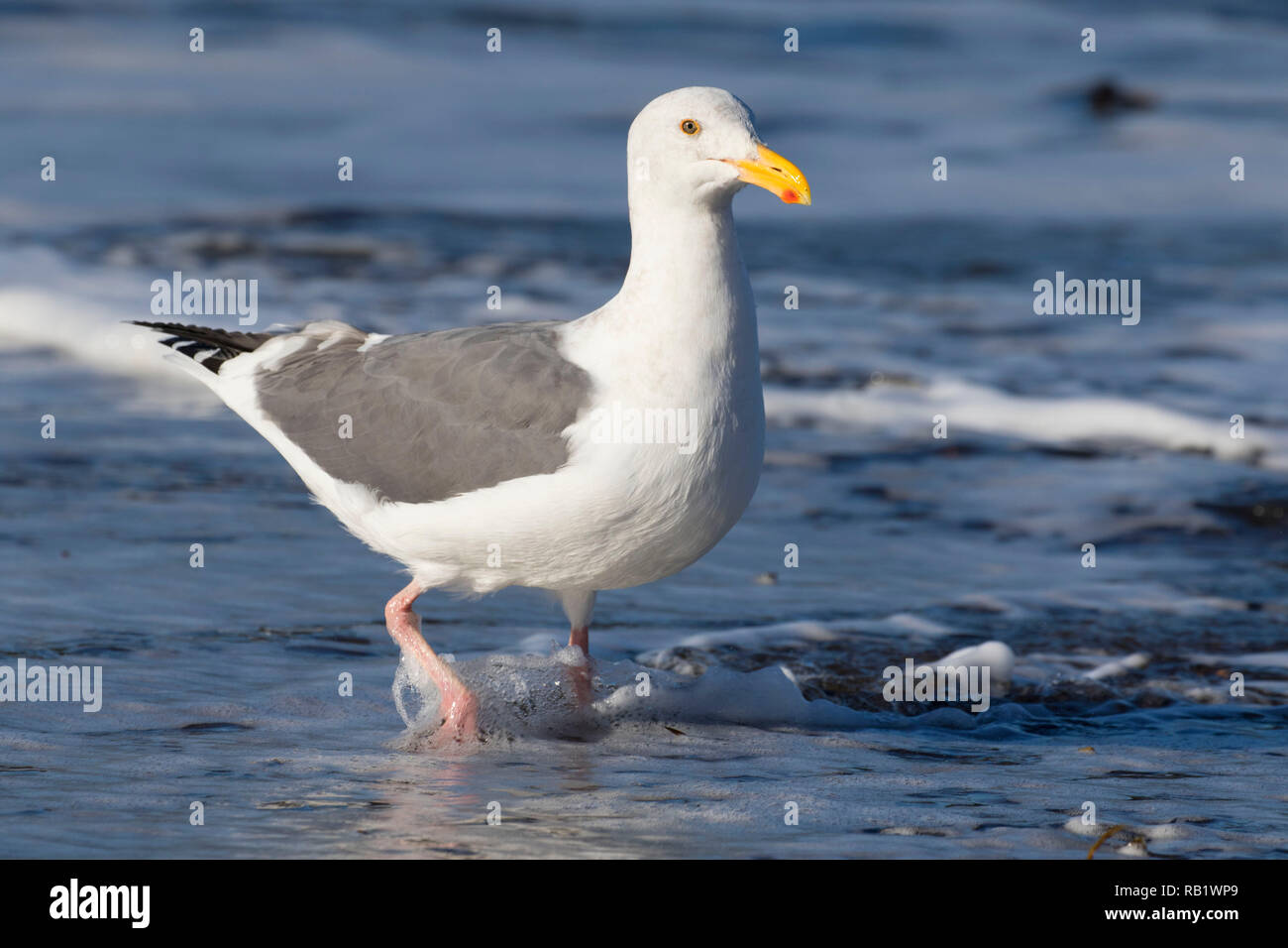 Gull, Fogarty Creek State Park, Oregon Stock Photo - Alamy