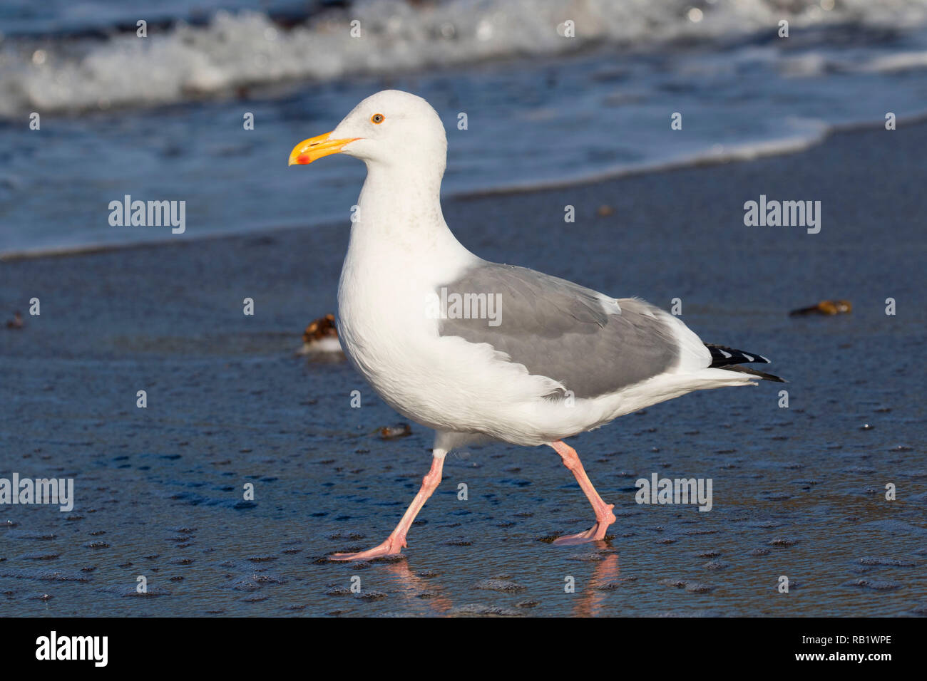 Gull, Fogarty Creek State Park, Oregon Stock Photo - Alamy