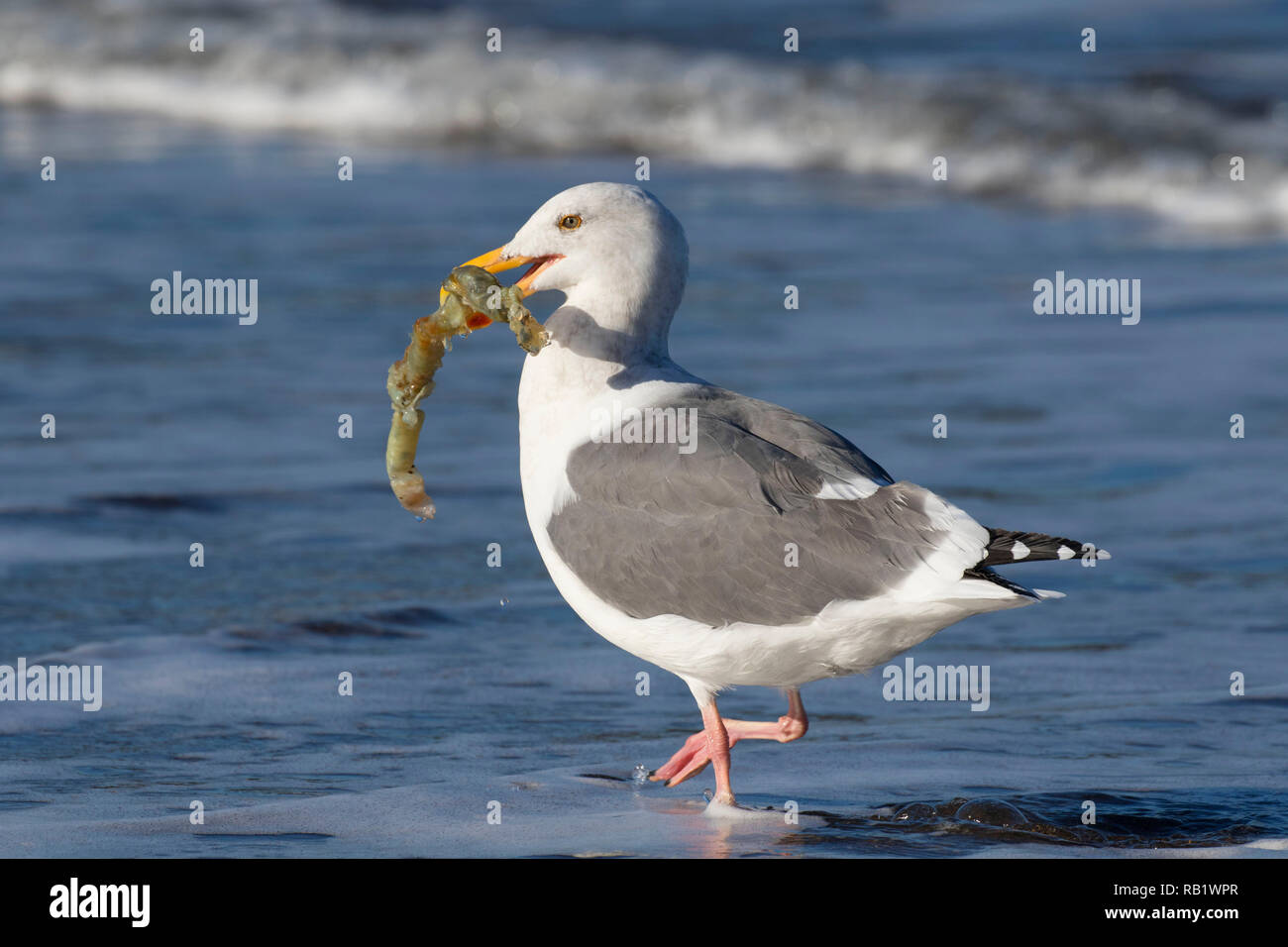 Gull with marine worm casing, Fogarty Creek State Park, Oregon Stock ...