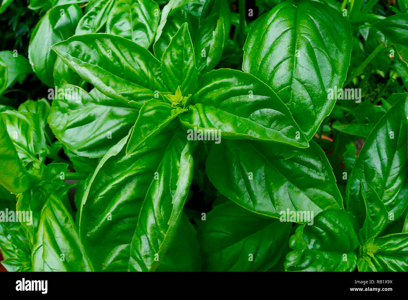 Cook wallpaper hi-res stock photography and images - Alamy