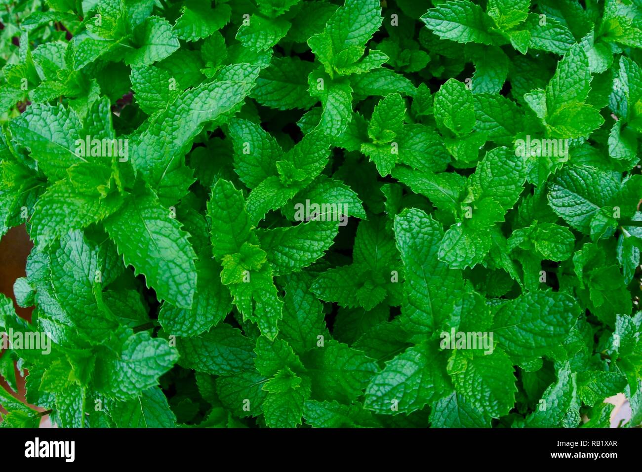 Mint color wallpaper hi-res stock photography and images - Alamy