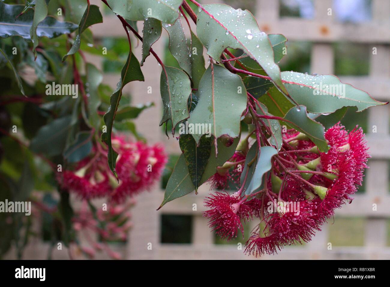 Red flowers with rain drops on a grafted gum tree, Melbourne, Australia ...