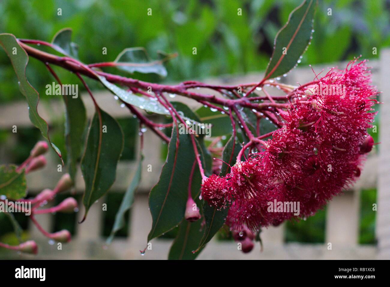 Grafted gum tree hi-res stock photography and images - Alamy