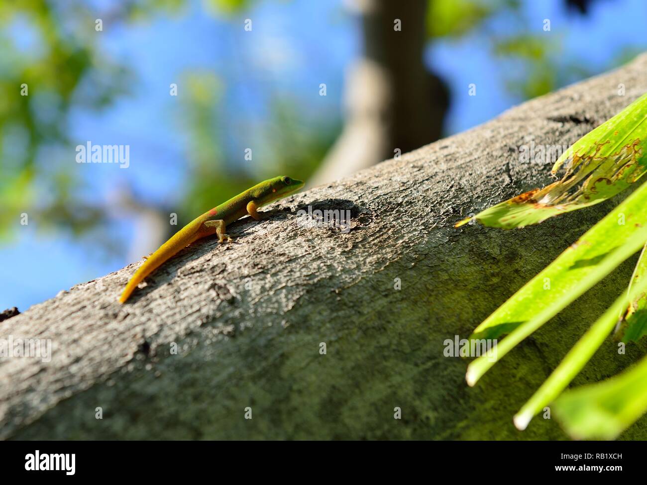 closeup of the gold dust day gecko on a tree in Hawaii Big Island Stock ...