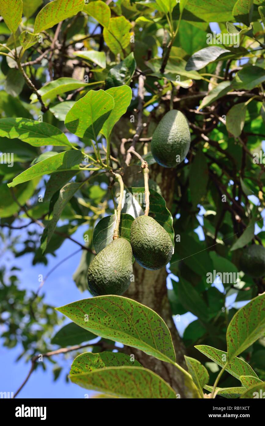 Avocado tree hawaii hi-res stock photography and images - Alamy
