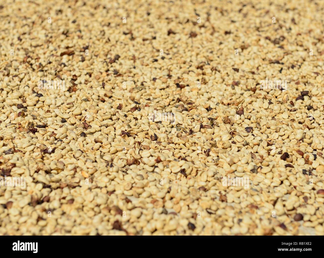 Chaff bush hi-res stock photography and images - Alamy