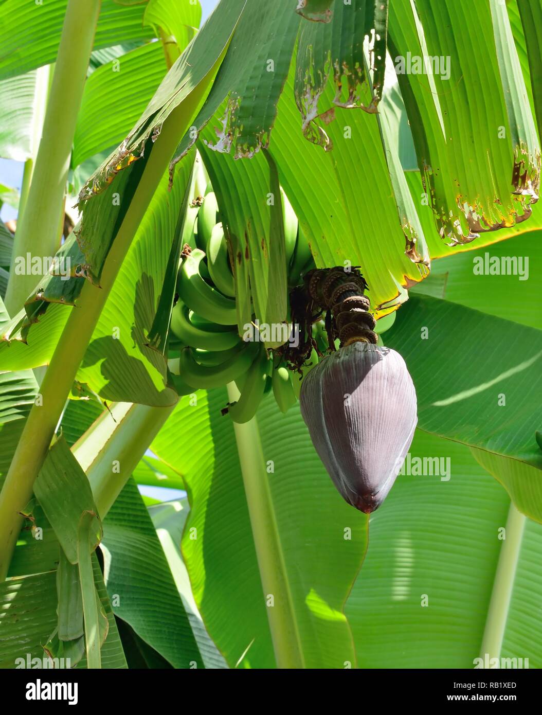 banana tree with a fruit growing wild in Hawaii Big Island Stock Photo ...