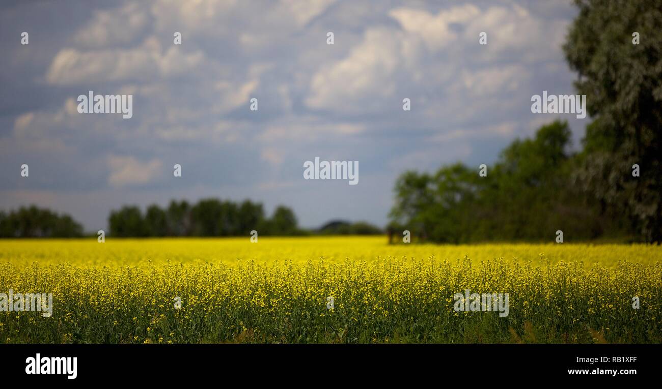 Crop farm fields hi-res stock photography and images - Alamy