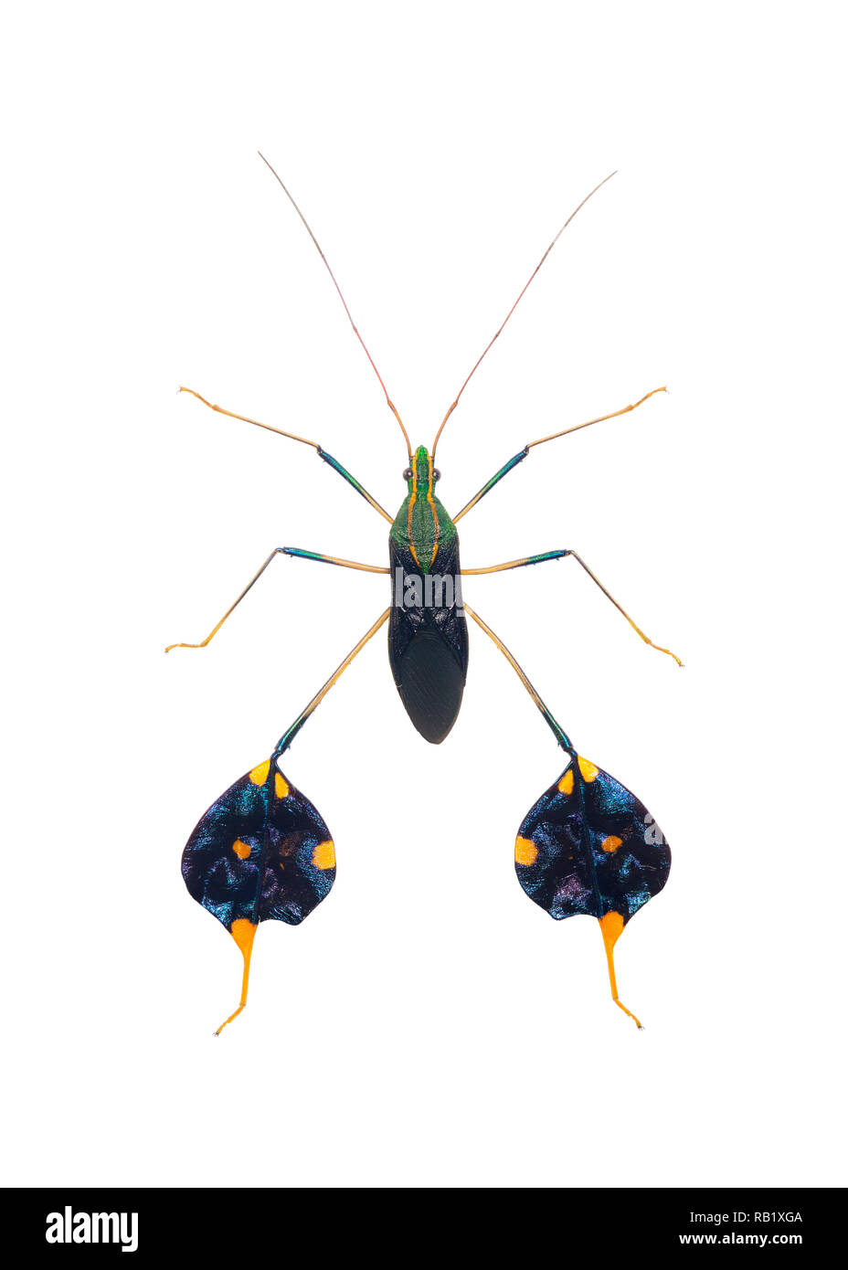 Special bug Cut Out Stock Images & Pictures - Alamy