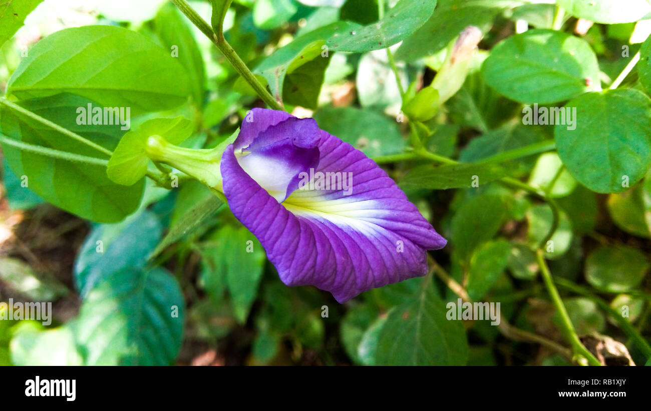 Nilkantha ful hi-res stock photography and images - Alamy