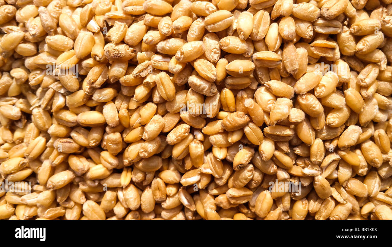 Wheat seeds stacked on a surface Stock Photo - Alamy
