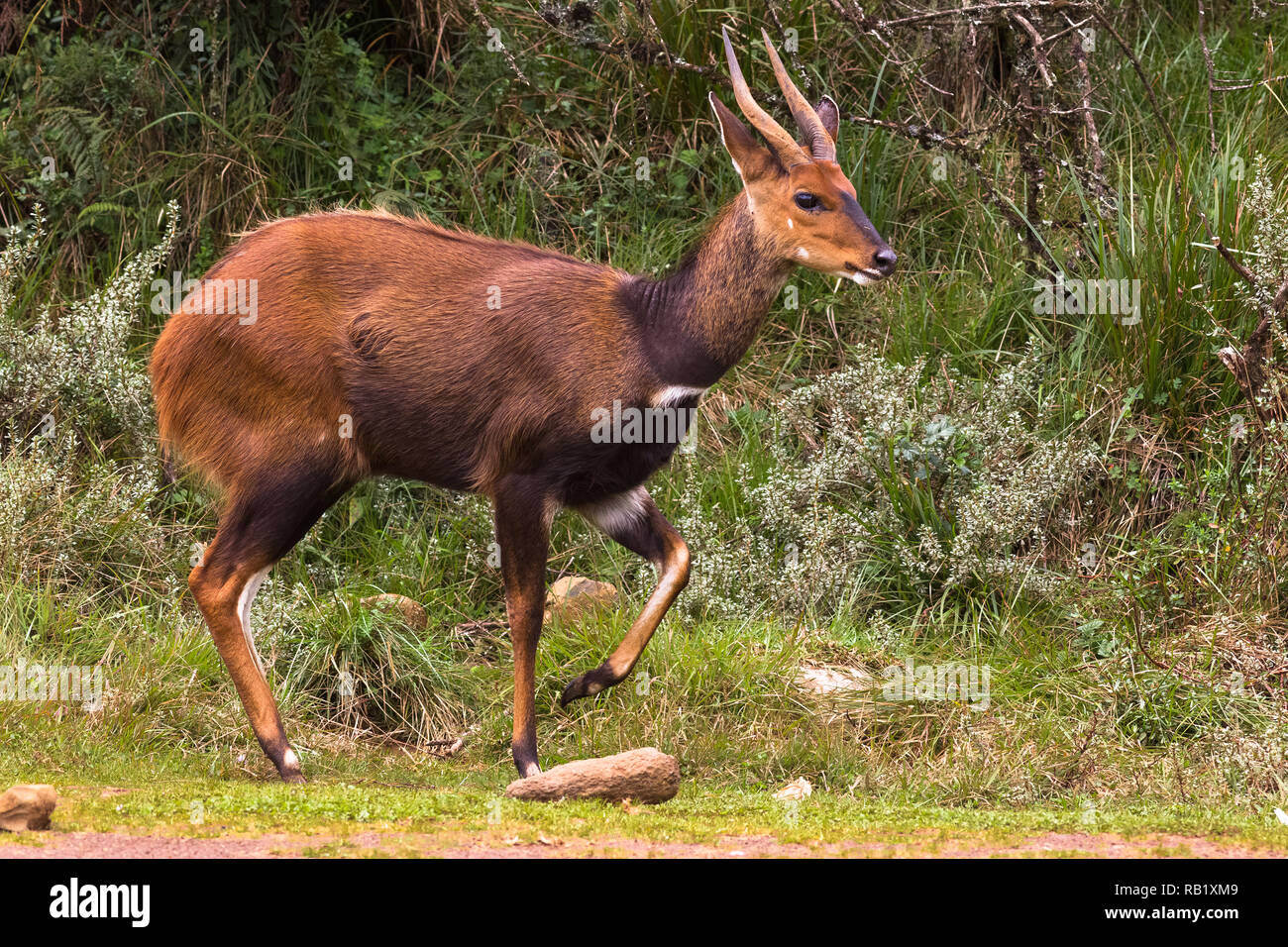 Bushbuck portrait. Aberdare, Kenya Stock Photo - Alamy