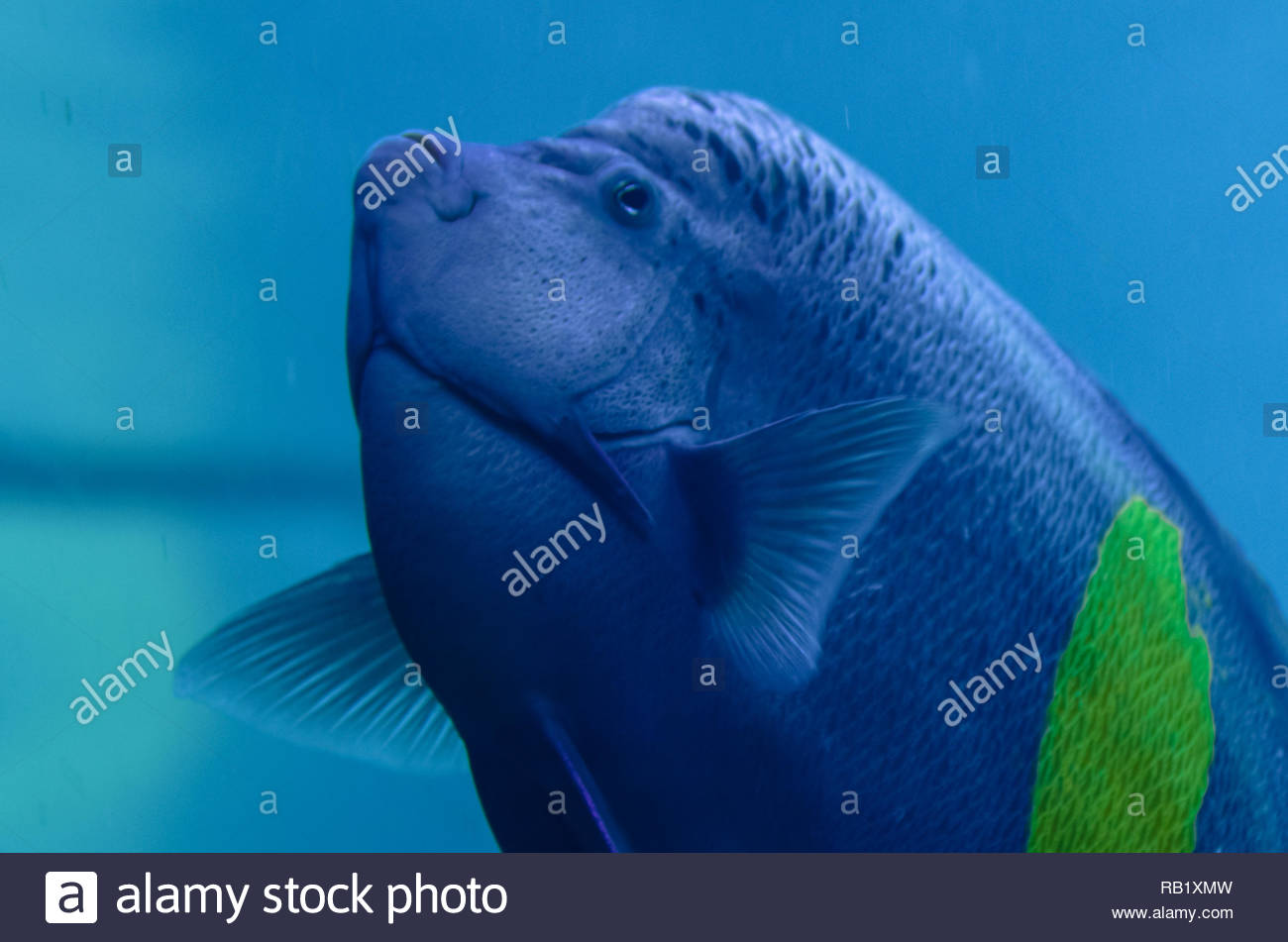 Humphead Wrasse Fish Stock Photos & Humphead Wrasse Fish Stock Images ...