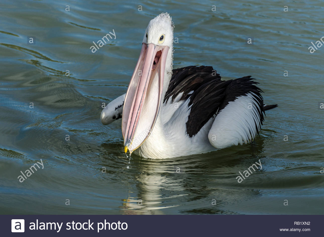 Pelican Open Mouth Stock Photos & Pelican Open Mouth Stock Images - Alamy