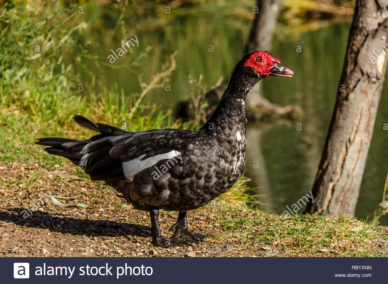 Red Face Duck High Resolution Stock Photography and Images - Alamy