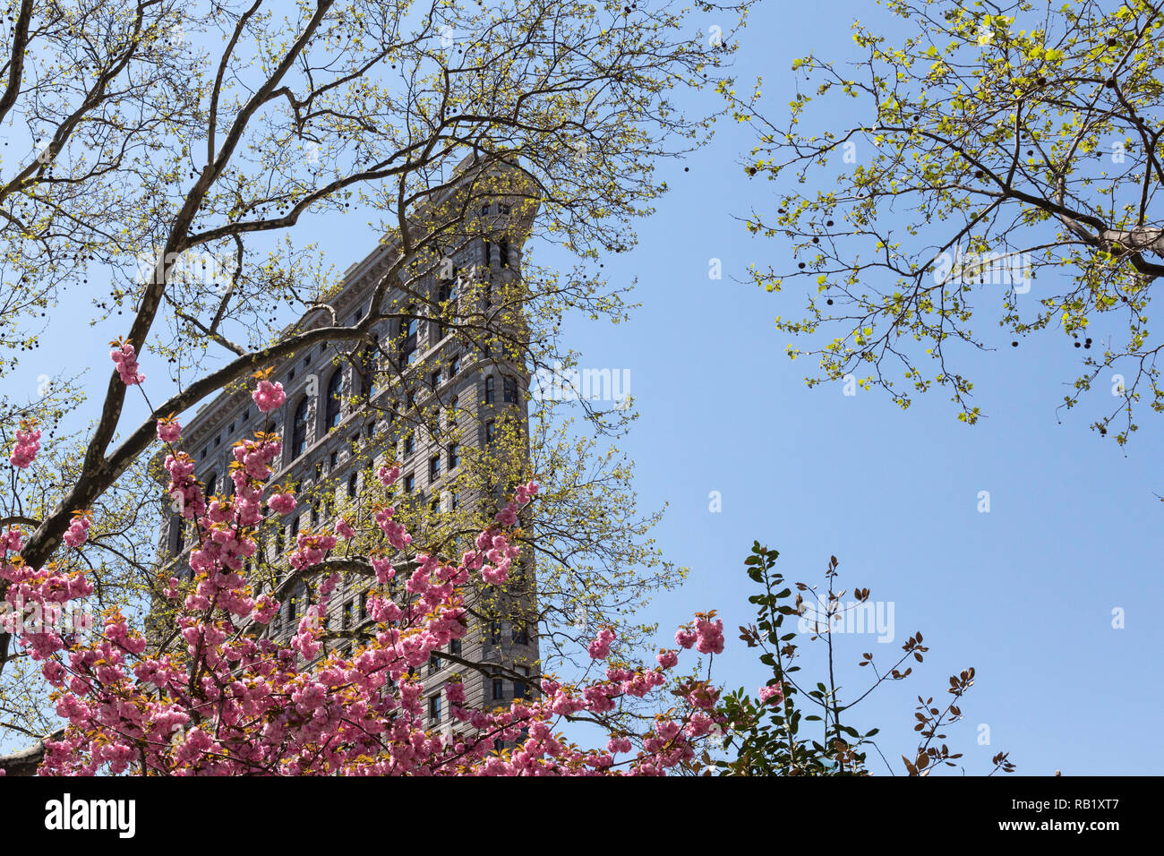 Springtime Blooming Kwanzan Cherry Trees in Madison Square Park Enhance ...