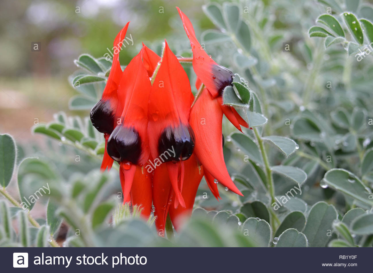 Bush Pea Stock Photos & Bush Pea Stock Images - Alamy