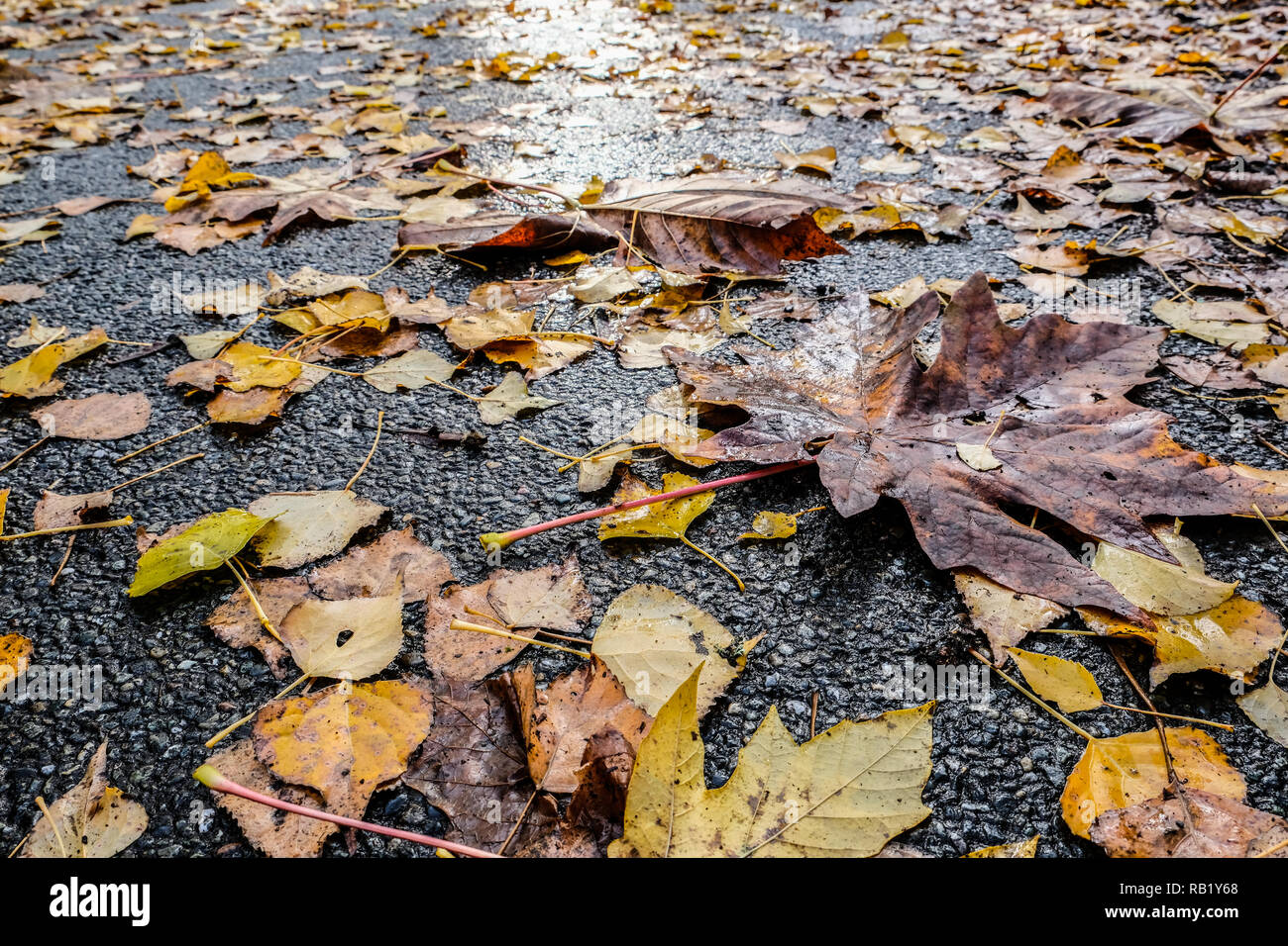 Low angle autumn wet leaves on wet street hi-res stock photography and ...
