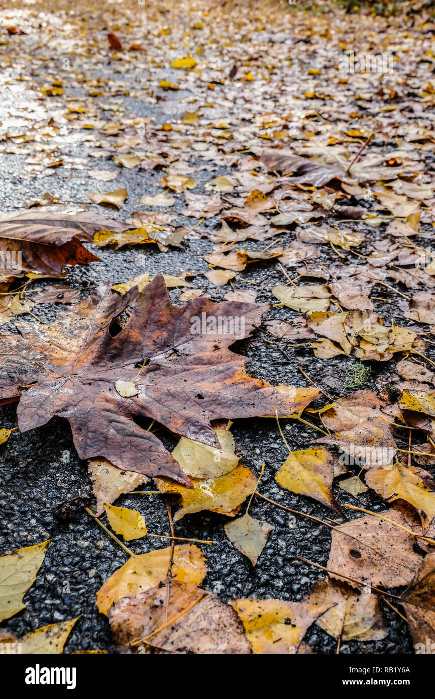 Low angle images of autumn wet leaves on wet street Stock Photo - Alamy