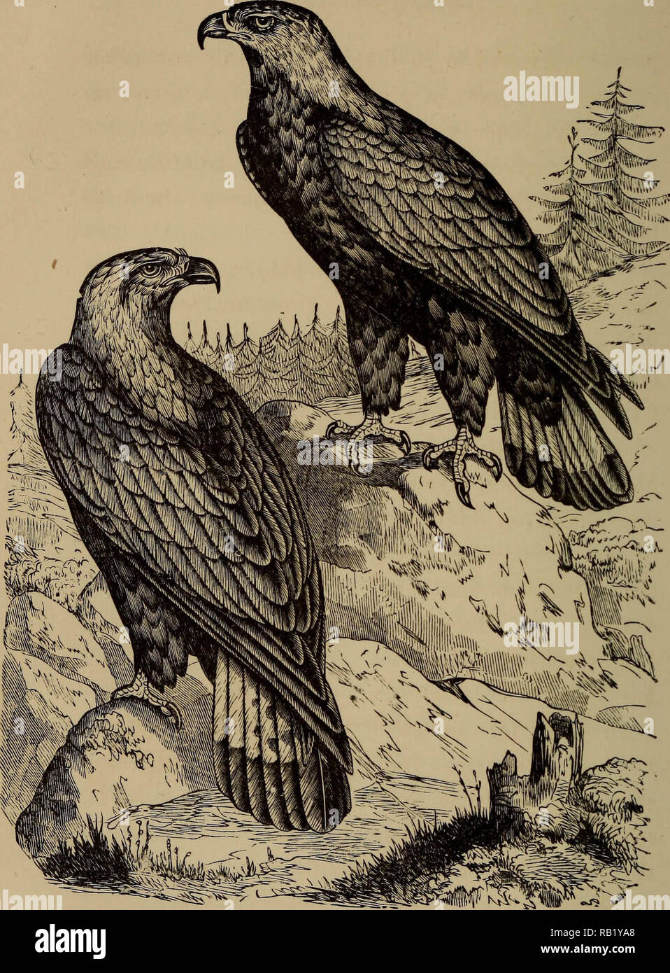 "Boys and birds; or, Miss Truat's mission" (1874 Stock Photo - Alamy