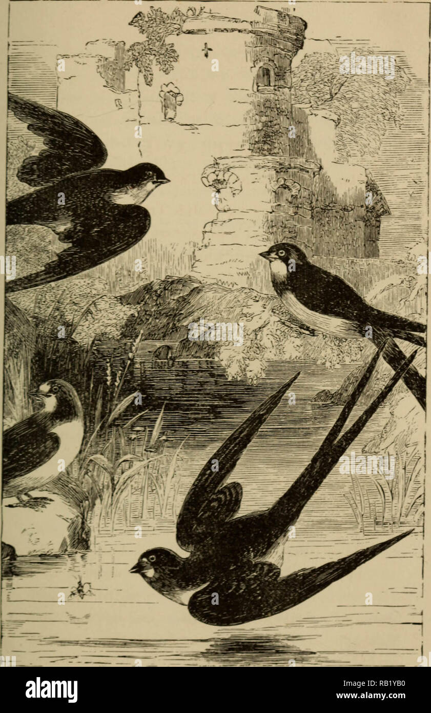 "Boys and birds; or, Miss Truat's mission" (1874 Stock Photo - Alamy