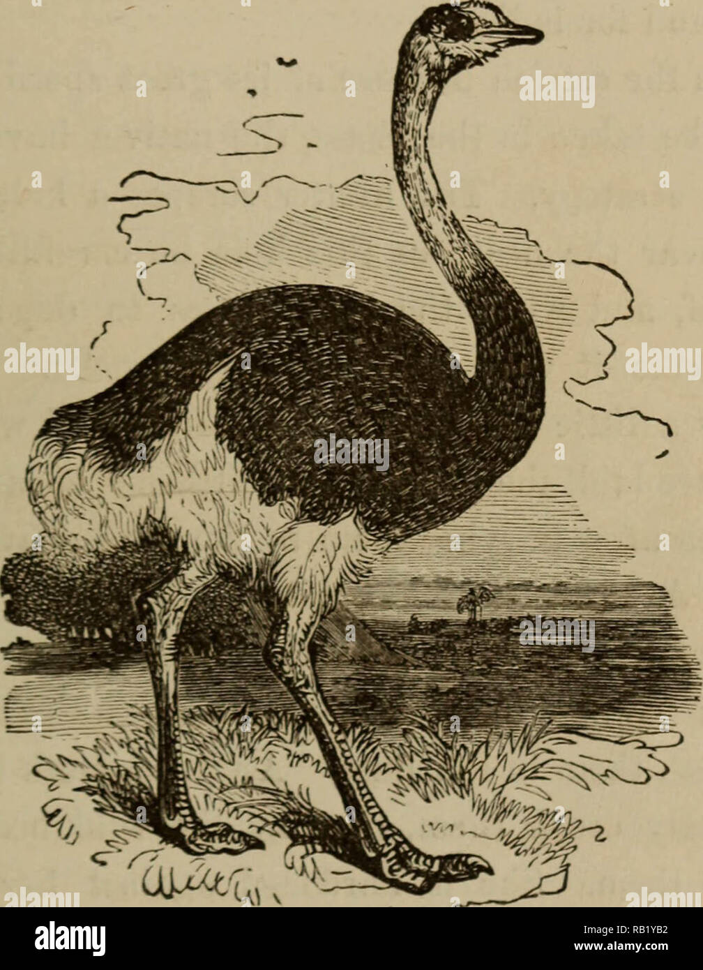 Truats hi-res stock photography and images - Alamy