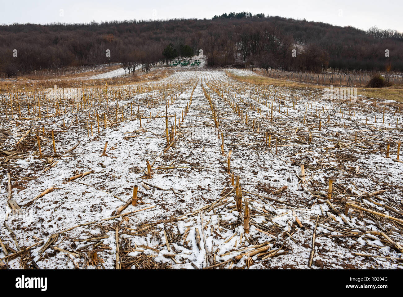 Field corn in serbia hi-res stock photography and images - Alamy