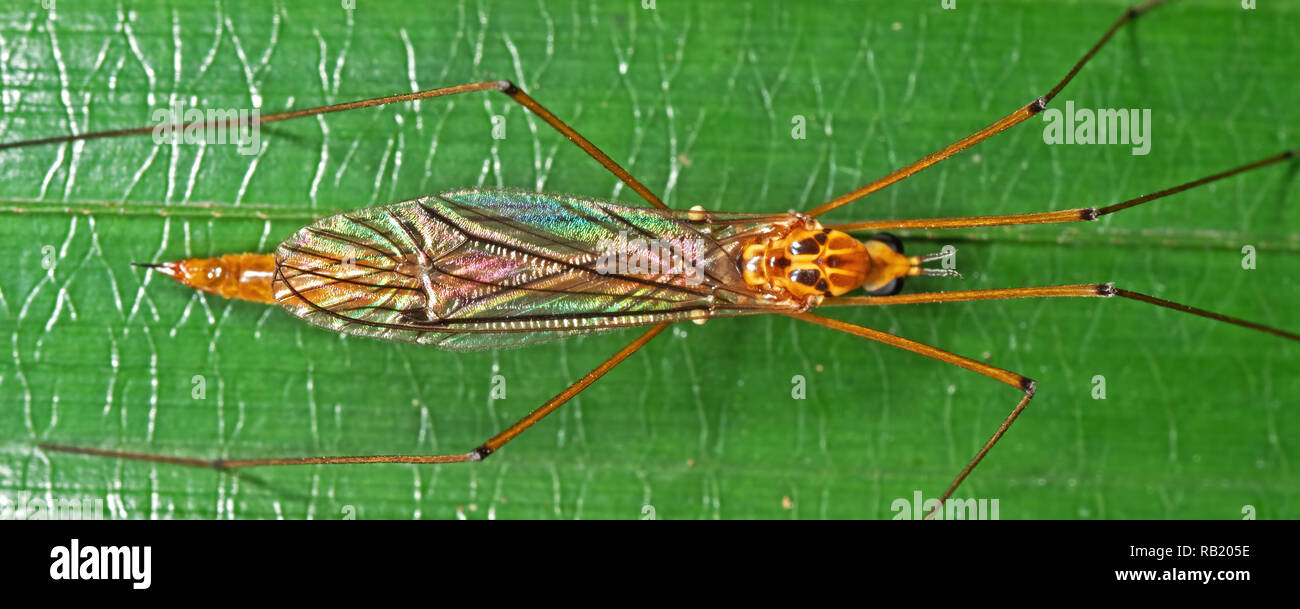 Closeup Beautiful Wings of Orange Crane Fly on Green Leaf, Selective ...